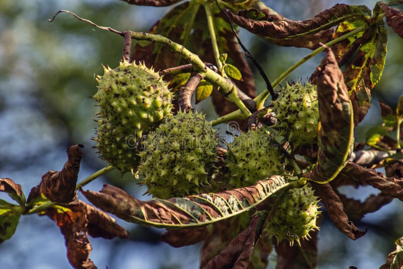 Chestnuts with Spikes Growing on the Tree in the Autumn Afternoon Light ...