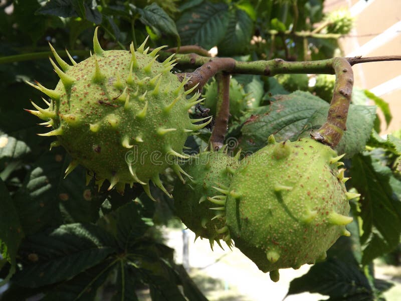 Chestnuts with Spikes Growing on the Tree in the Autumn Afternoon Light ...