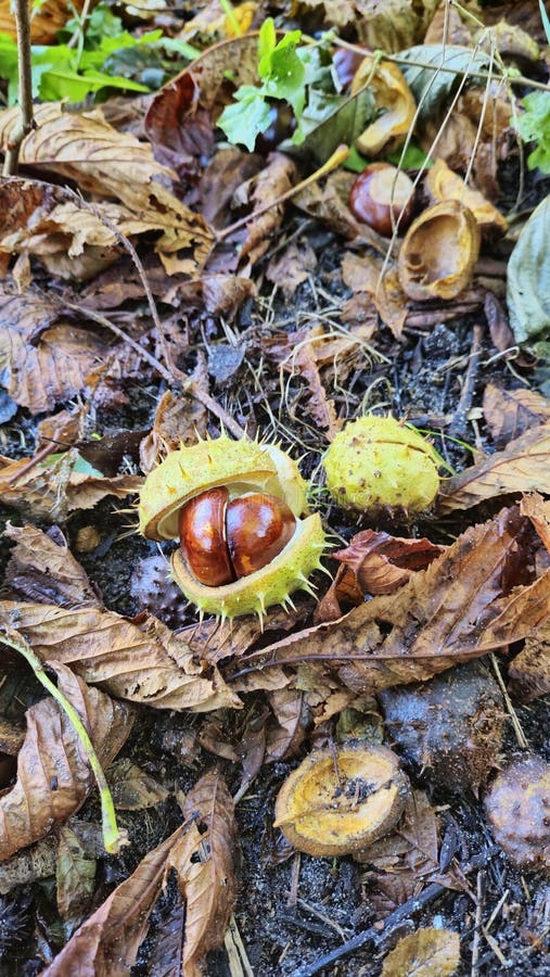 Chestnuts in Spiky Husks on Forest Floor Stock Photo - Image of ...