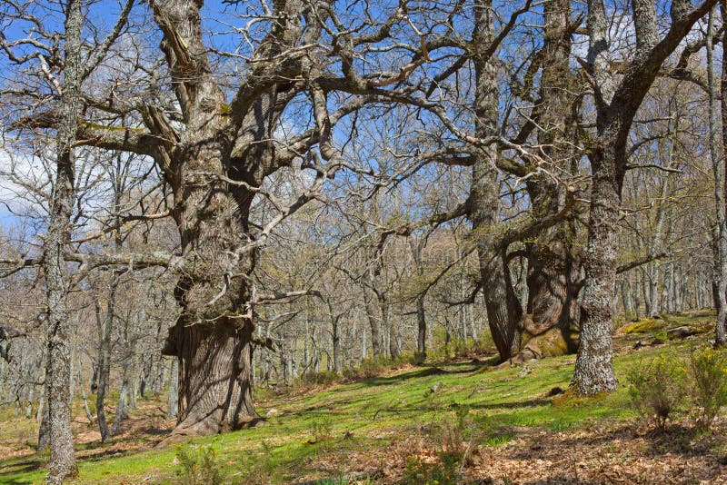 Forest Spring Landscape. Trees with Crooked Branches. Stock Photo ...