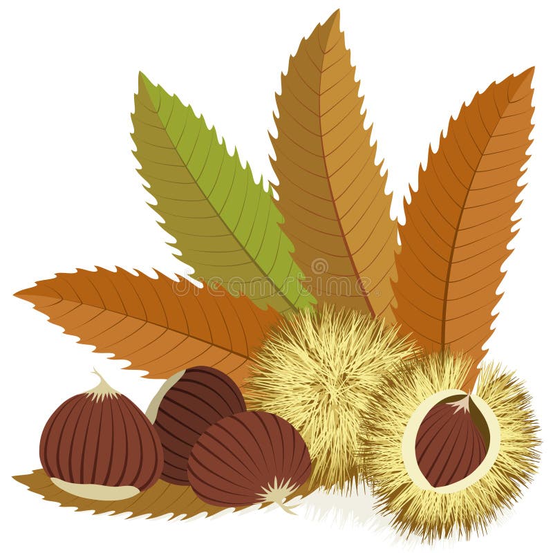 Spiny Husks Stock Illustrations – 1 Spiny Husks Stock Illustrations ...