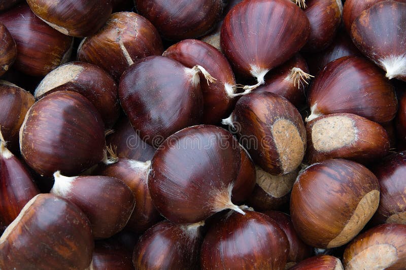 Chestnuts stock image. Image of chestnut, plant, yield - 34724541
