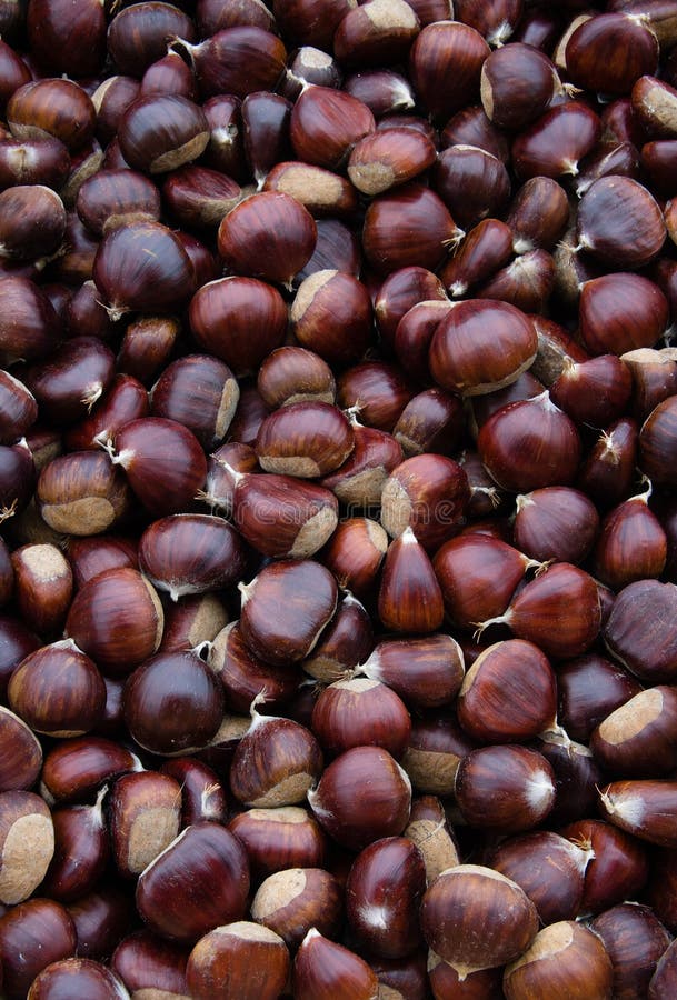 Chestnuts stock image. Image of surface, achene, autumn - 34726339