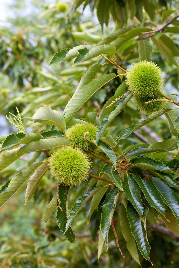 Wild Chestnuts Growing stock image. Image of grow, chestnuts - 99290625