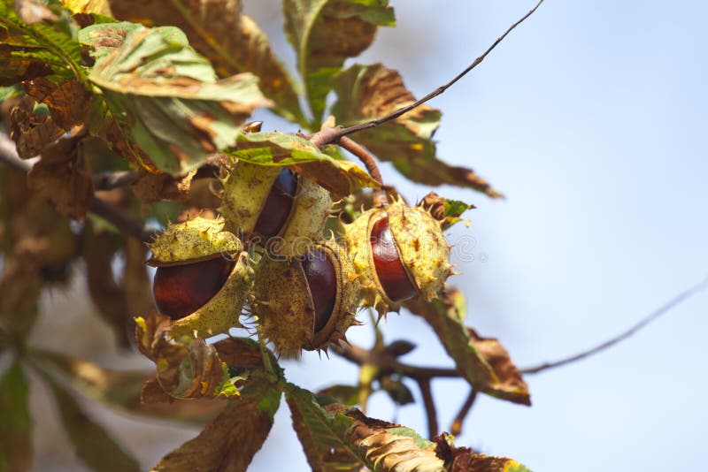 Chestnuts on tree stock photo. Image of grove, conkers - 22387222