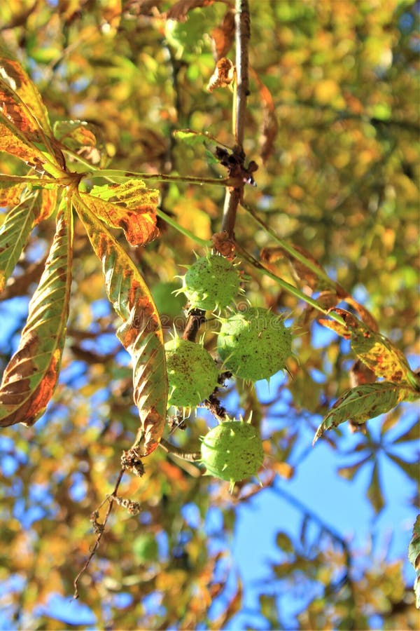 Chestnuts on the tree stock image. Image of nature, autumn - 227202393