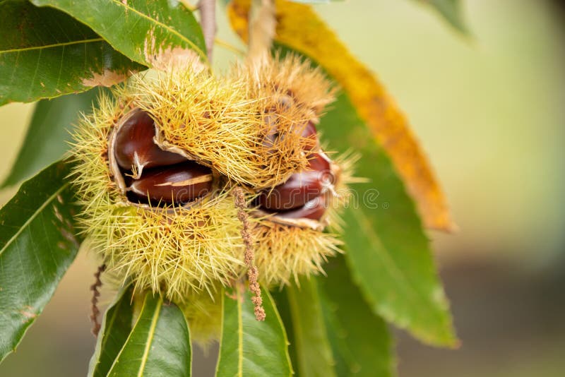 Chestnuts on the tree stock photo. Image of fruit, chestnut - 262378182