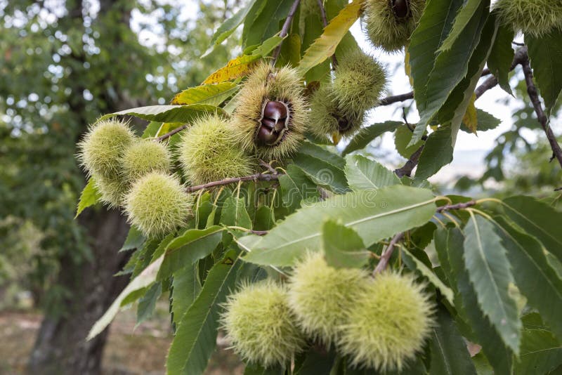 Chestnuts on a Tree in Autumn Stock Image - Image of marron, season ...