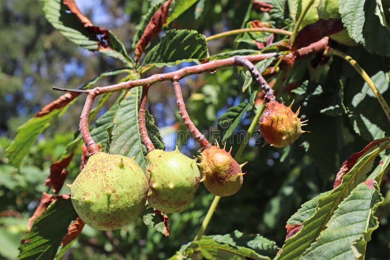 Chestnuts in the Tree Autumn Time Stock Photo - Image of color, autumn ...