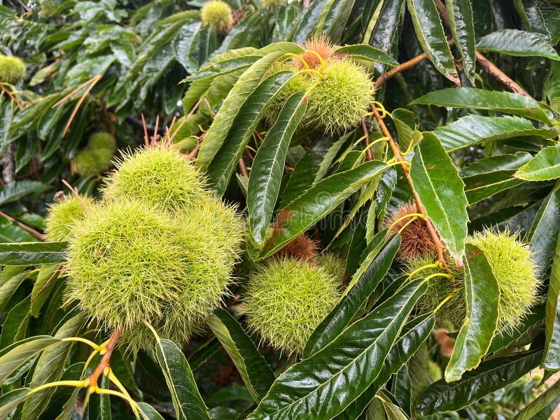 Chestnuts on the Tree at the Beginning of Autumn Stock Photo - Image of ...