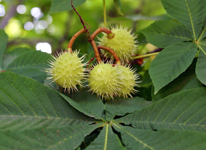 Chestnuts on tree branch stock photo. Image of natural - 44013458
