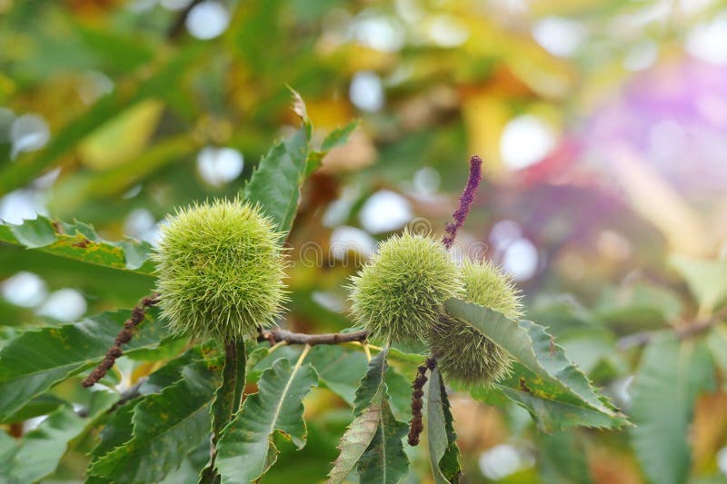 Chestnuts Tree Branch Wiith Fruits and Leaves Stock Photo - Image of ...