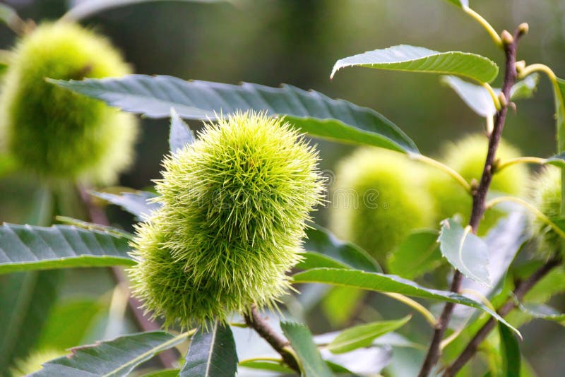Chestnuts on a tree stock photo. Image of beauty, color - 255267686