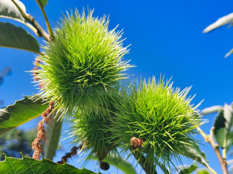 Chestnuts on the tree stock image. Image of nature, autumn - 227202393