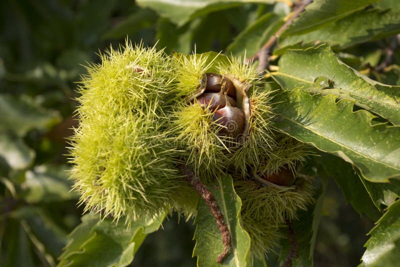Chestnuts on the tree stock image. Image of nature, autumn - 227202393
