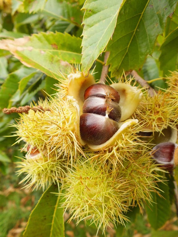 Chestnuts on the Tree stock photo. Image of growing, chestnuts - 88149686
