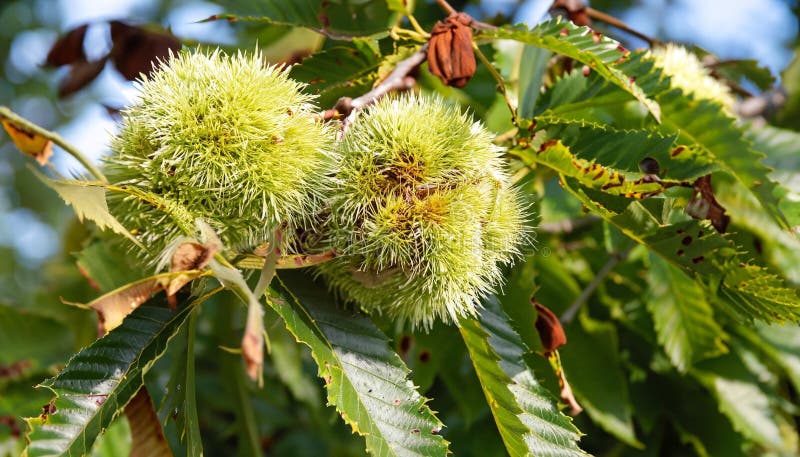 Chestnuts on the Tree Weather Ripening Stock Image - Image of evergreen ...
