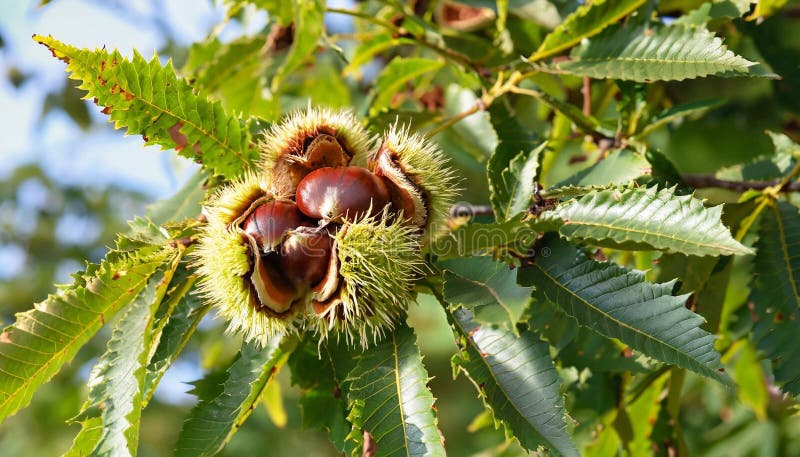 Chestnuts on the Tree Weather Ripening Stock Photo - Image of chestnut ...