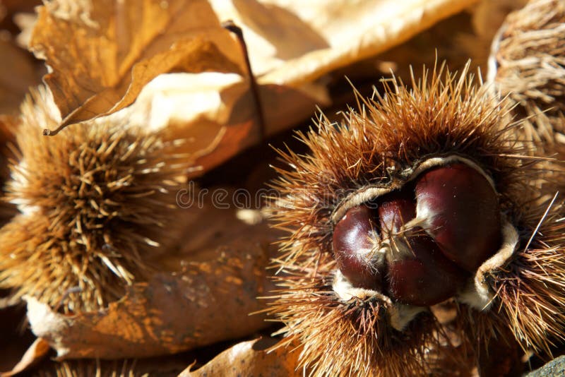 Chestnuts stock photo. Image of skin, macro, october - 69823308
