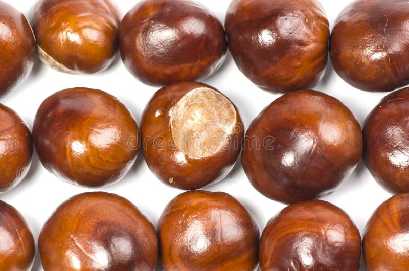 Chestnuts on white stock image. Image of autumn, polish - 27187237