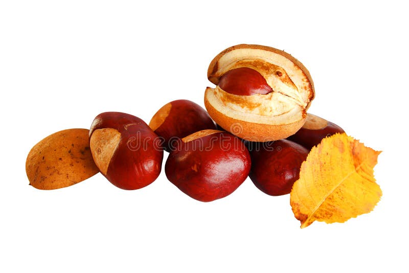 Chestnuts Isolated on White Background for Your Design or Wallpaper ...
