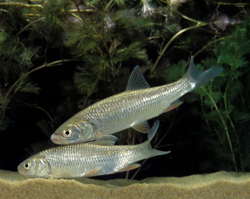 Chevaine Stock Photos - Free & Royalty-Free Stock Photos from Dreamstime