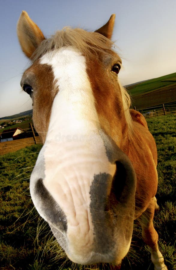 Cheval fou photo stock. Image du équestre, cheval, sport - 10811162