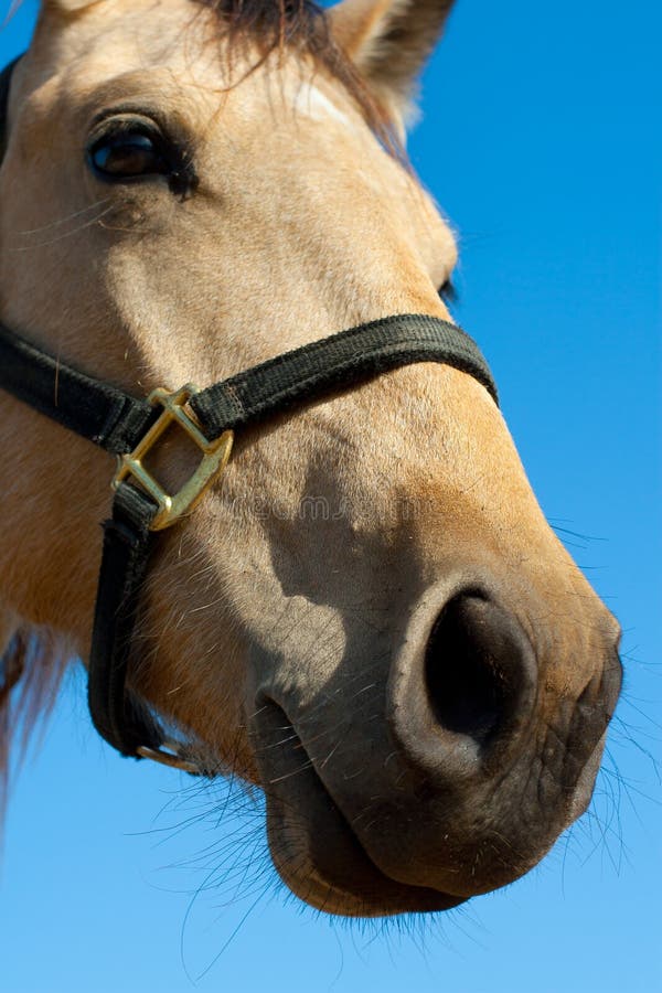 La bouche du cheval image stock. Image du chevaux, cheval - 3843959