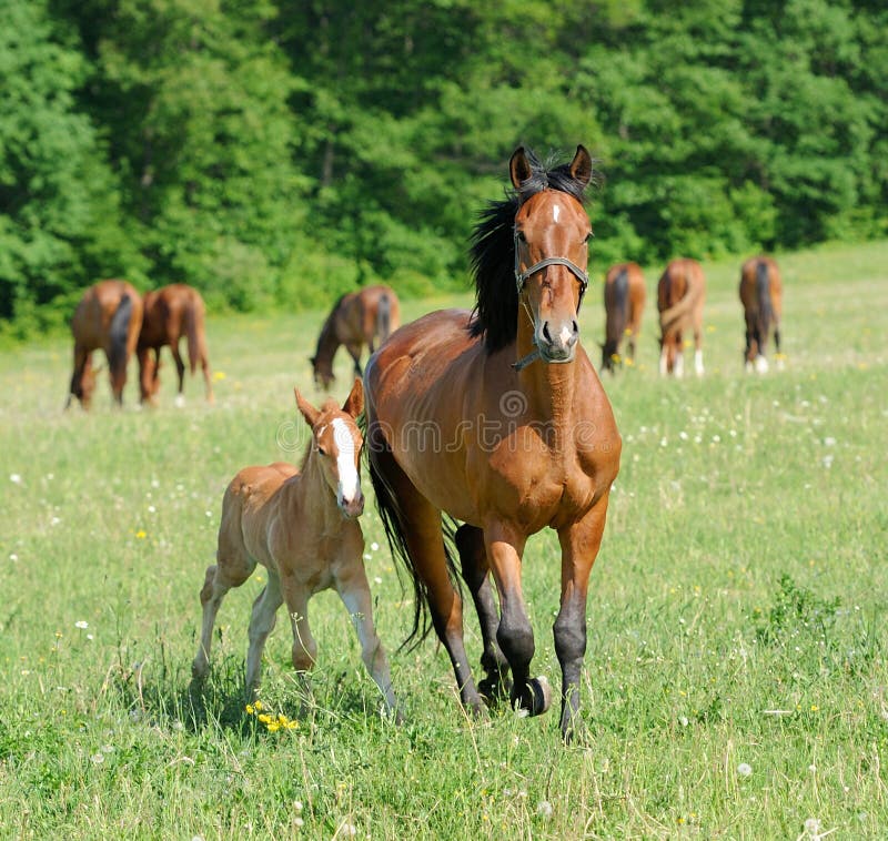 Chevaux sur un pré photo stock. Image du chevaux, équitation - 95005446