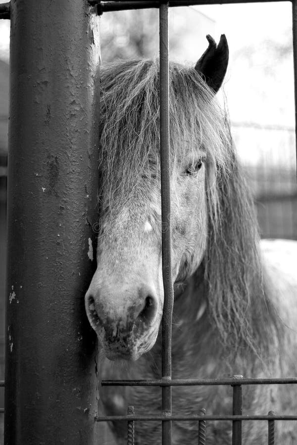 Cheval fou image stock. Image du contrarié, comique, comédie - 4493087