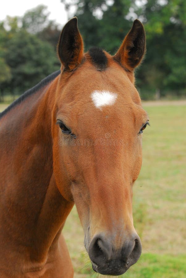 Cheval image stock. Image du reste, chanfrein, sports - 5493359
