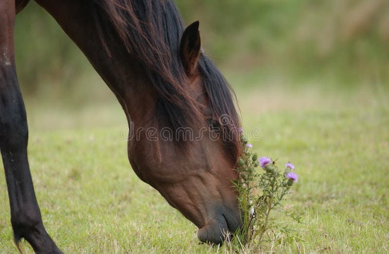 Cheval photo stock. Image du ferme, cheval, alimenter - 6029896