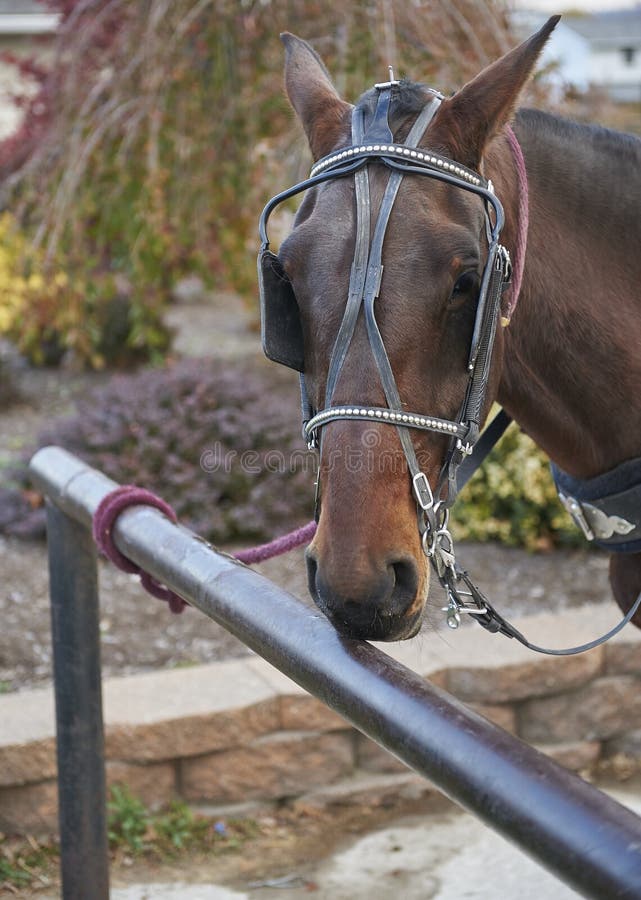 Cheval attaché image stock. Image du poney, mignon, curieux - 1083659