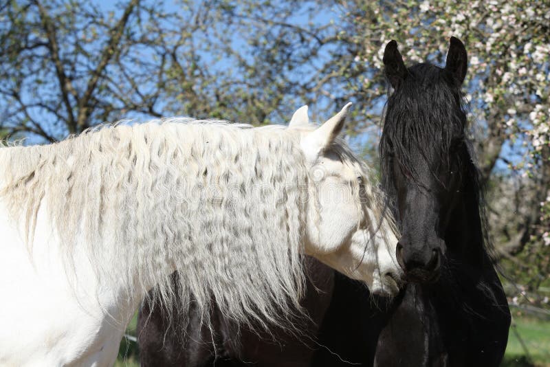 Cheval Andalou Blanc Avec Le Cheval Frison Noir Photo stock - Image du ...
