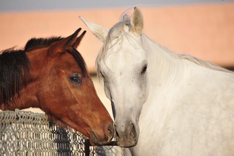 Cheval fou photo stock. Image du équestre, cheval, sport - 10811162