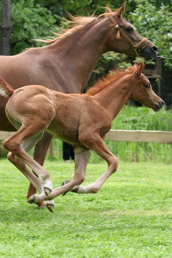 Cheval arabe pur-sang image stock. Image du chéri, thoroughbred - 10675809