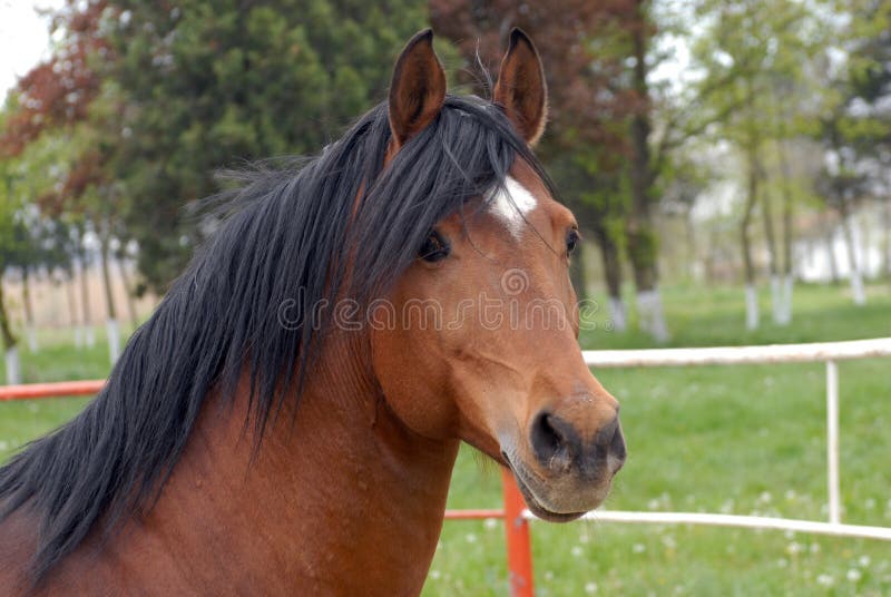 Cheval arabe de pur sang photo stock. Image du nature - 34204958