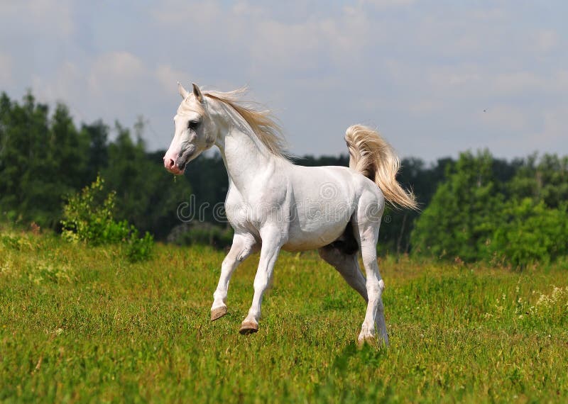 Cheval Arabe Libre Dans Le Champ Photo stock - Image du sauvage ...