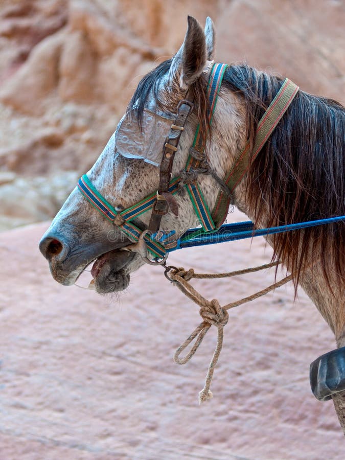 523 Oeillères Photos libres de droits et gratuites de Dreamstime