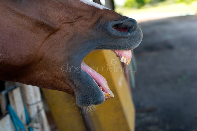 La bouche du cheval photo stock. Image du brun, outside - 8196442