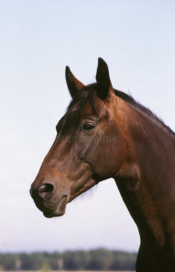Cheval barbe stock photo. Image of individual, herbivore - 170404028