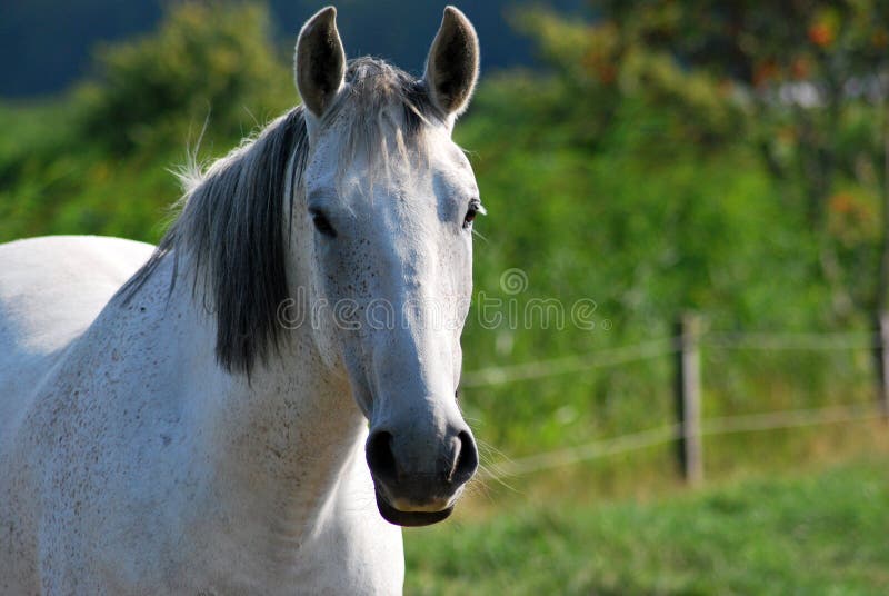 Cheval blanc photo stock. Image du verticale, blanc, taille - 13415424
