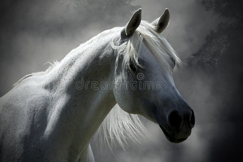 Cheval blanc image stock. Image du ferme, tête, gris - 41235527