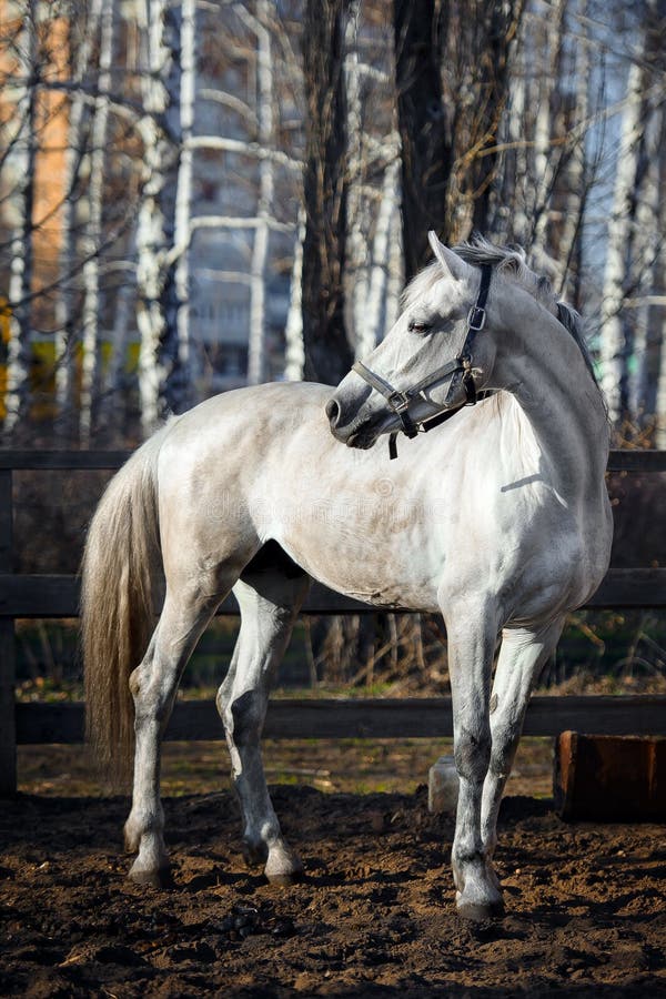 Cheval blanc image stock. Image du ressort, blanc, cheval - 55253693