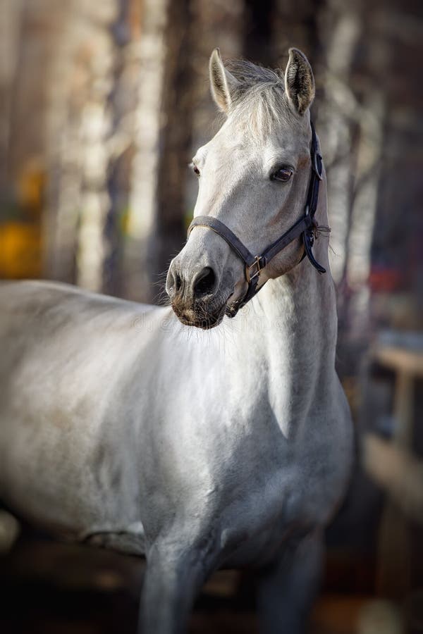 Cheval blanc photo stock. Image du faune, équin, crinière - 55255220