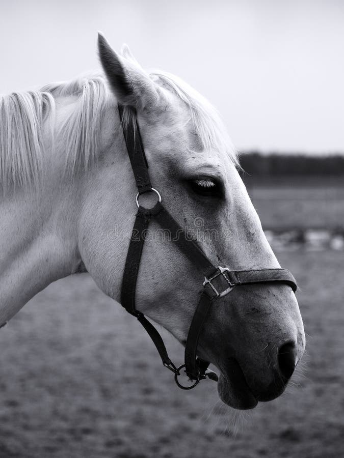 Cheval blanc photo stock. Image du ferme, verticale, piégeages - 5811658