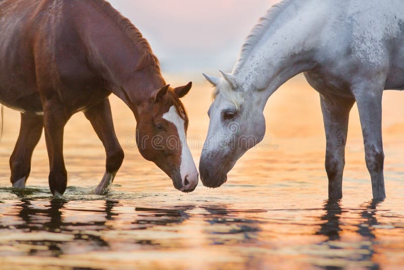 Cheval dans l'eau image stock. Image du dans, cheval - 30812423