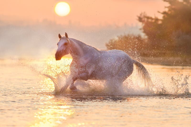 Cheval blanc dans l'eau image stock. Image du galop - 103141319