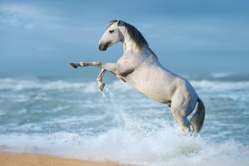 12,628 Cheval Blanc Dans L Eau Photos libres de droits et gratuites de ...