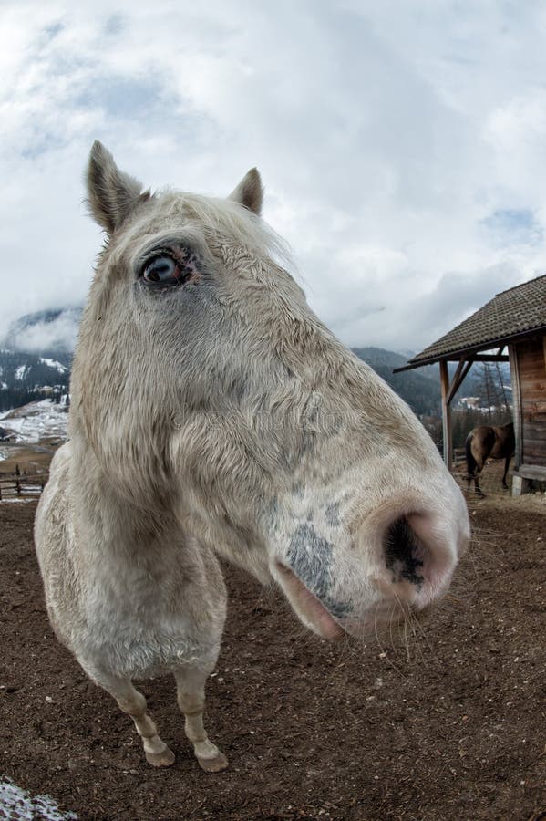 Le Cheval Blanc Fou D'amusement En Test Sur Lequel Le Cavalier S'assied ...